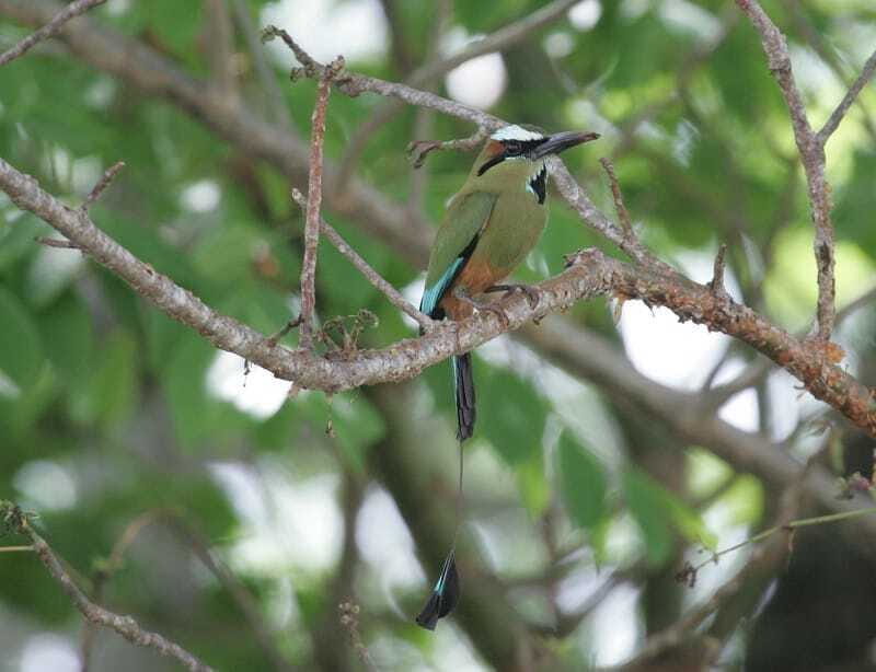 Riviera Maya: Puerto Morelos 4-Hour Bird Watching Tour - FAQs