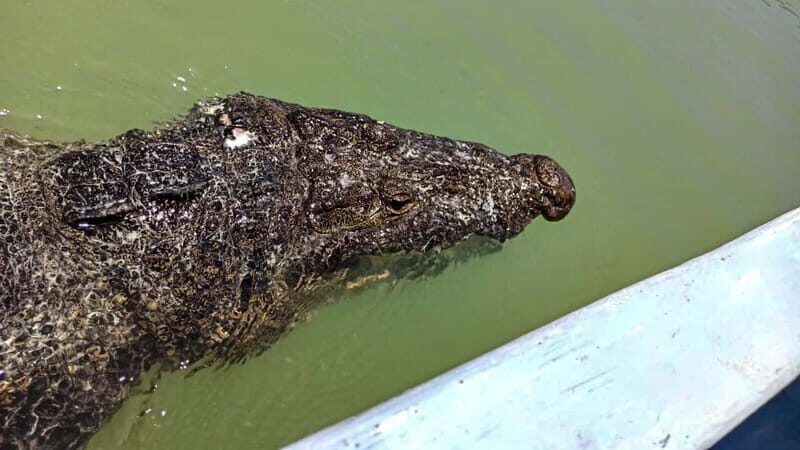 Riviera Maya: Rio Lagartos & Las Coloradas Day Trip w/Lunch - A Deep Dive into the Experience