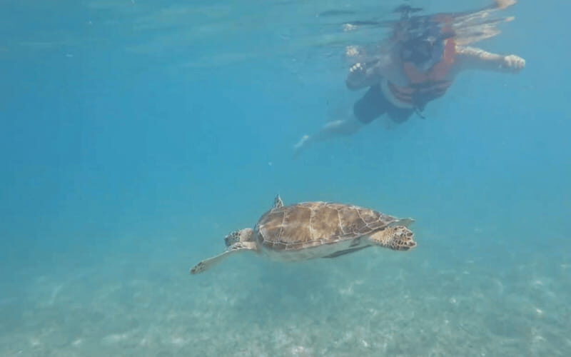 Riviera Maya: Tulum Ruins Tour, Turtle Swimming, Cenotes, and Lunch. - Exploring the Tulum Ruins