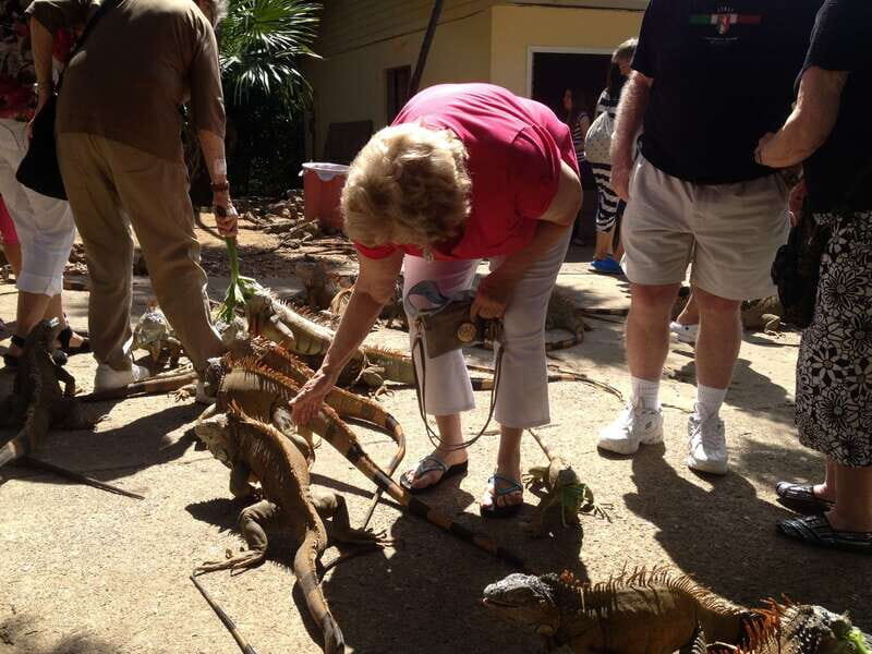 Roatán: Private Monkey and Sloth Sanctuary Tour - A Detailed Look at the Roatán: Private Monkey and Sloth Sanctuary Tour