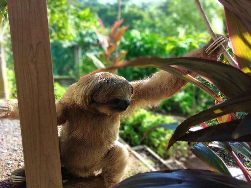 Roatán: Private Monkey and Sloth Sanctuary Tour - The Practicalities: What to Know Before Booking