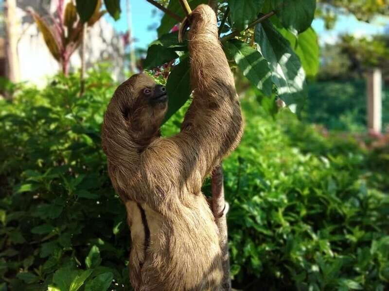 Roatán: Private Monkey and Sloth Sanctuary Tour - Final Thoughts