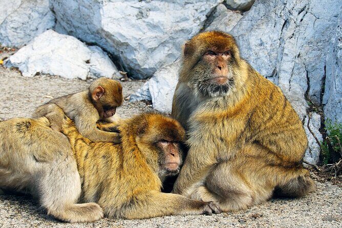 Rock Tour in Gibraltar by Bus with Tickets - What’s Included and How It Adds Value  