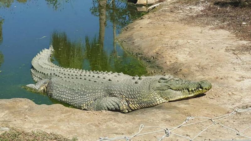 Rockhampton: Koorana Crocodile Farm Guided Tour - An In-depth Look at the Crocodile Farm Tour