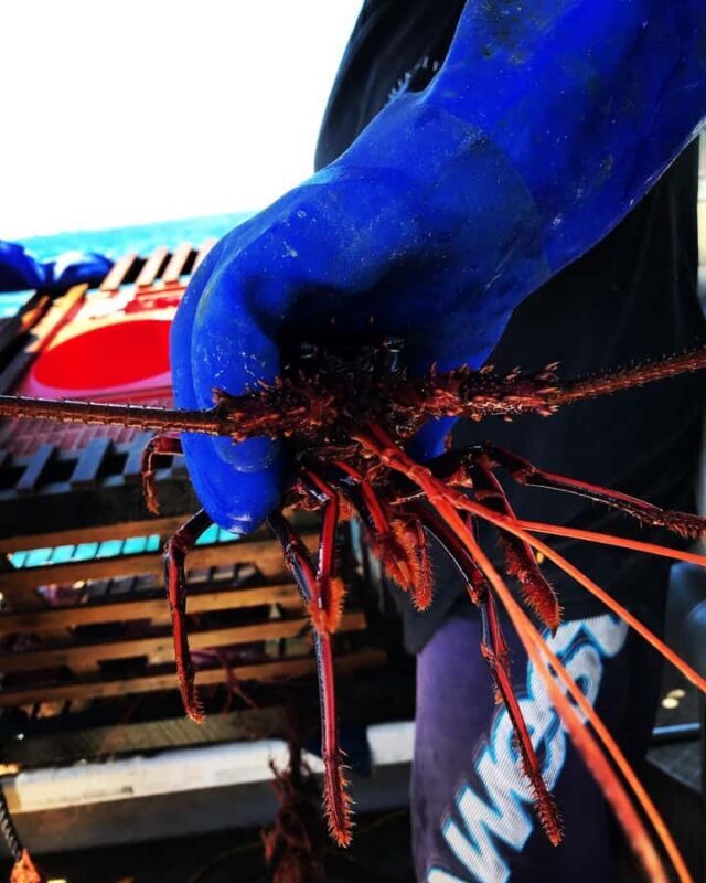 Rockingham: Lobster Catch and Keep Tour with Refreshments - Practical Tips for Your Lobster Catch and Keep Tour