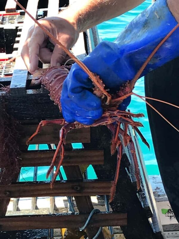 Rockingham: Lobster Catch and Keep Tour with Refreshments - Final Thoughts