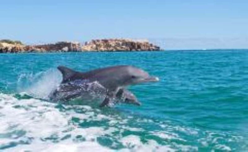 Rockingham: Shoalwater Islands, Dolphins, and Sea Lions Tour - The Itinerary and What to Expect