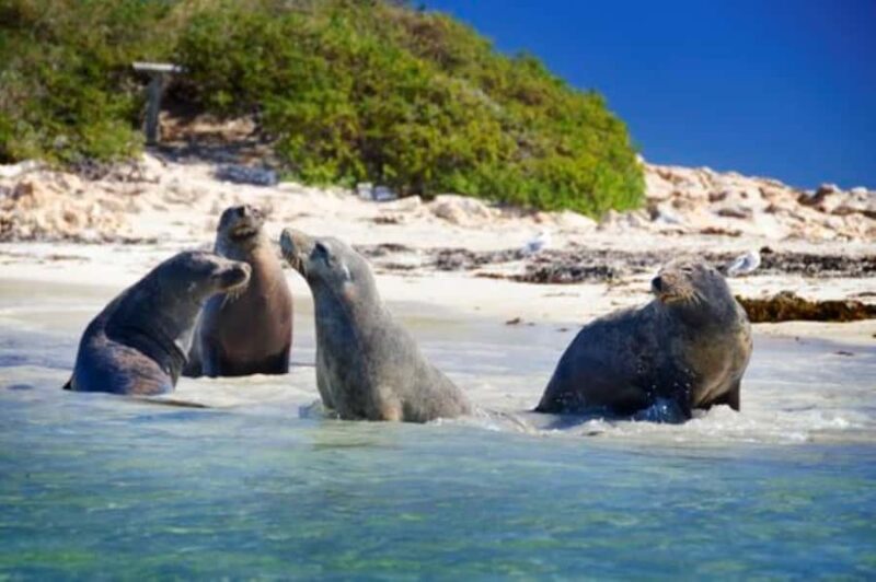 Rockingham: Shoalwater Islands, Dolphins, and Sea Lions Tour - The Value of the Experience