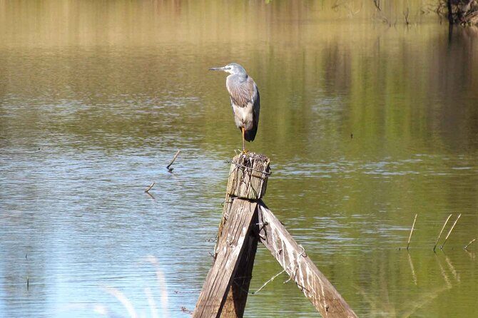 Roma: 1-Hour Birdwatching Nature Trail Walk - A Closer Look at the Roma Birdwatching Trail