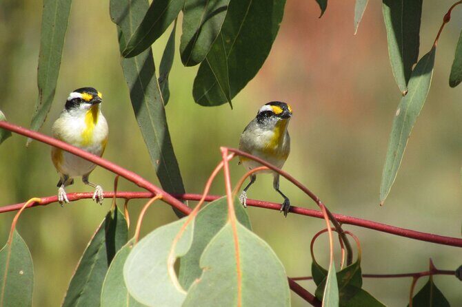 Roma: 1-Hour Birdwatching Nature Trail Walk - Why This Tour Works Well