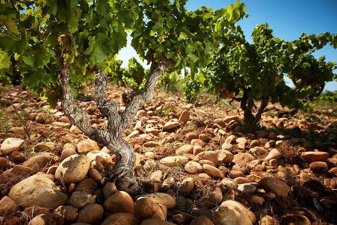 Roman Heritage & Wine Legacy - Exploring the Roman Heritage & Wine Legacy Tour in Avignon