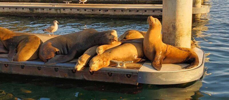 Romantic Boat Cruise with Wine & Cheese or Surprise Dinner - An Overview of the Experience