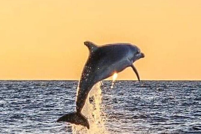 Romantic Boat Trip with Dolphin Watching - What to Expect on the Tour