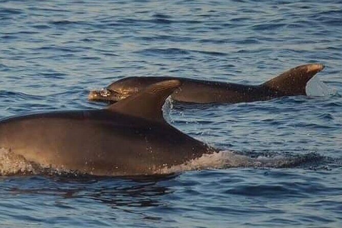 Romantic Boat Trip with Dolphin Watching - Final Thoughts