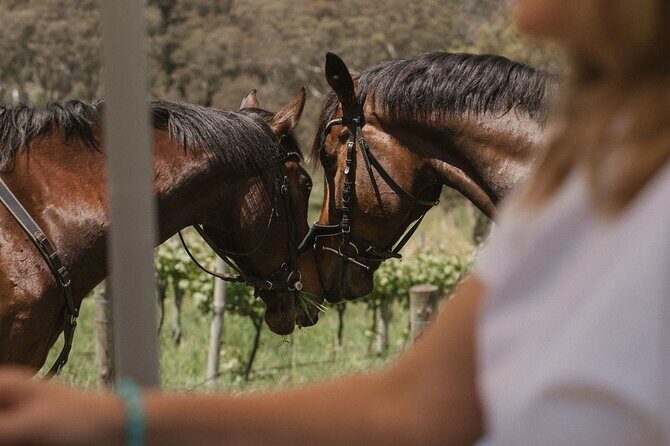 Romantic Horse Trail Ride with Wine and Food in Adelaide Hills - An In-Depth Look at the Experience