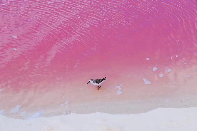 Romantic Las Coloradas Pink Lake,Cenote 1-Day Tour from Cancun - An in-depth look at the Las Coloradas Pink Lake, Cenote 1-Day Tour from Cancun