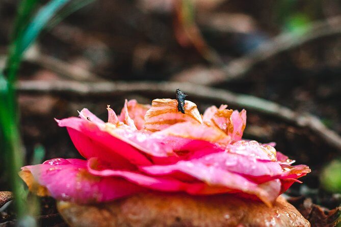 Romantic & Stylish Sintra Self-Drive Tour  Explore All Monuments - FAQs