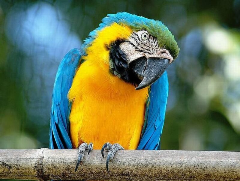 Rome: Bioparco di Roma Zoological Garden Entry Ticket - Authentic Experiences and Tips from Reviewers