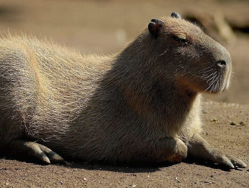 Rome: Bioparco di Roma Zoological Garden Entry Ticket - Exit and Gift Shop