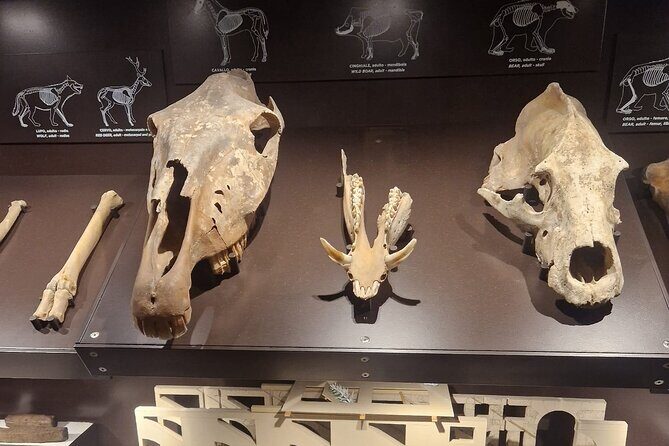 Rome : Colosseum Underground and Arena Tour (MAX 7 PEOPLE) - The Experience in Detail