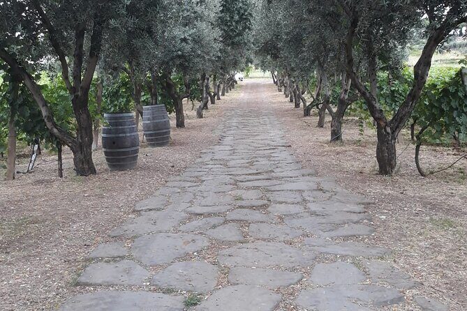 Rome Countryside Vineyards and Wine Tasting - Private Tour - Final Thoughts
