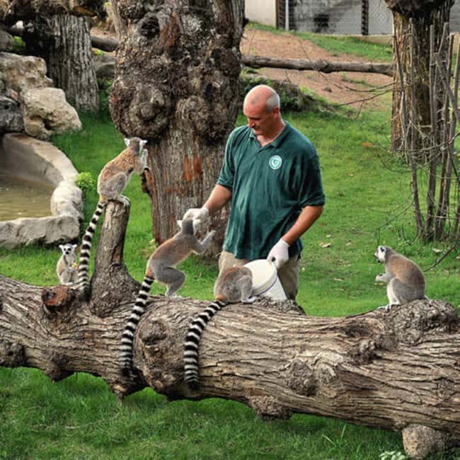 Rome: Zoo entry ticket + Villa Borghese Golf Cart Tour - Final Thoughts