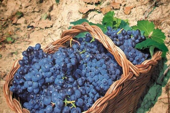 Rome's Vineyard Symphony: Countryside Winetasting Experience - What Could Be Improved