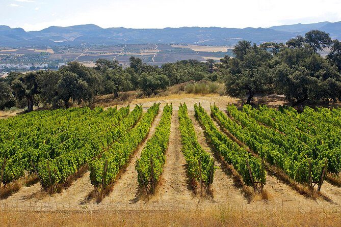 Ronda Private Full Day Wine Tour - Who Will Love This Tour?