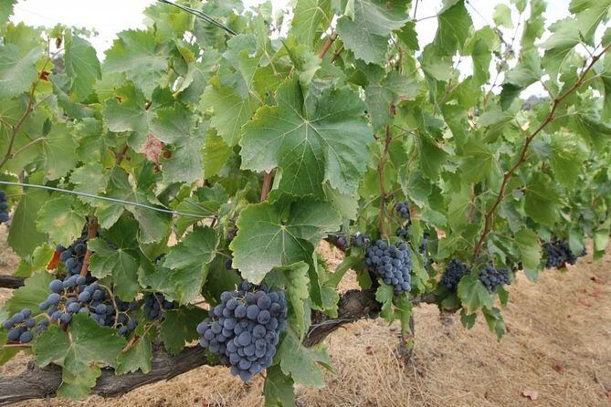 Ronda Private Wine Tour and Tapas from Marbella - Who Should Book This Tour?