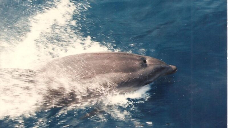 Roses: Cruise to Cala Murtra with Underwater Views - Who Is This Tour Best For?