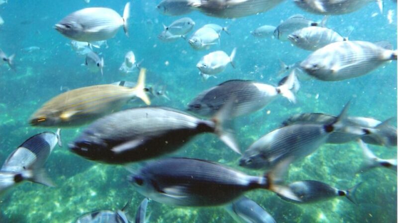 Roses: Cruise to Cala Murtra with Underwater Views - FAQ