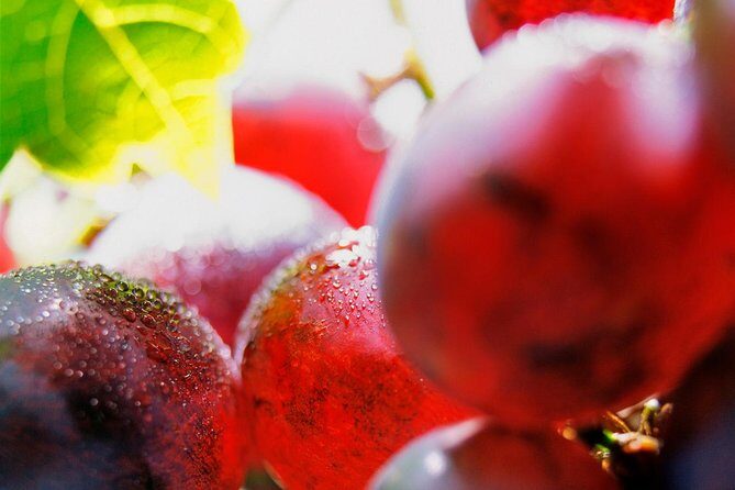 Roséwinetasting Parties or Workshops with a WineEducator at your place - What to Expect from the Rosé Wine Tasting Workshops