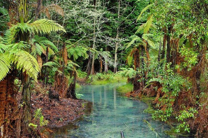 Rotorua Day Trip from Auckland TePuia_Hot Pool-Tub_Redwood Forest - What We Think About the Value