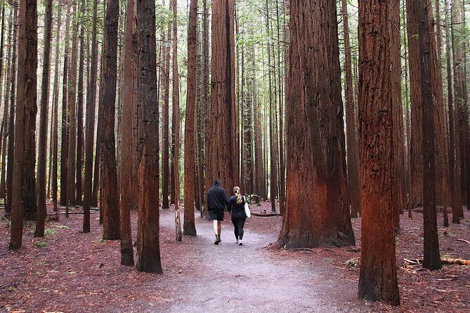 Rotorua Full Day Adventure in Glowworm Cave and Redwoods - Why This Tour Stands Out