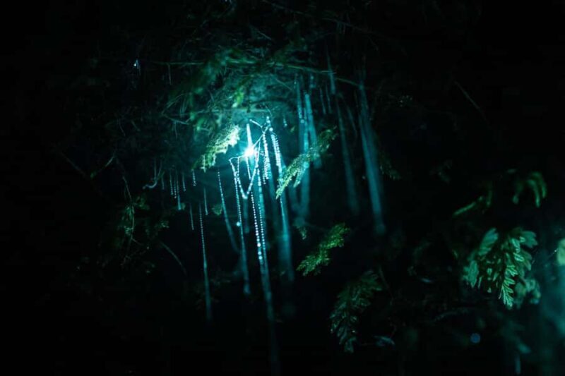 Rotorua: Glow Worm Kayak Tour - The Sum Up