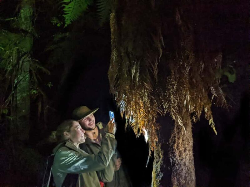 Rotorua: Nocturnal Glow-Worm Adventure Tour with a Guide - Key Points