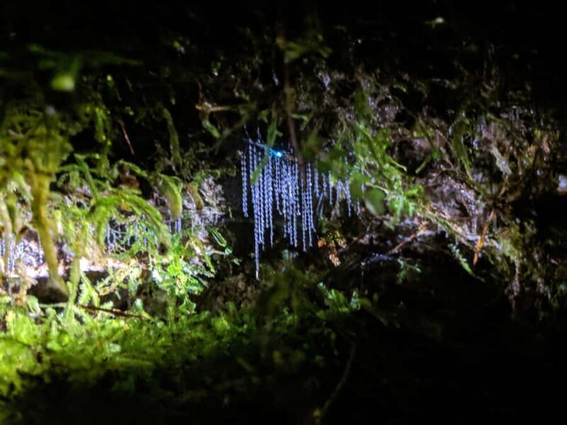 Rotorua: Nocturnal Glow-Worm Adventure Tour with a Guide - Who Is This Tour Perfect For?