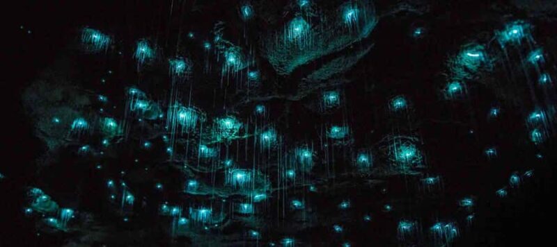 Rotorua: One-Way Trip to Auckland via Hobbiton & Waitomo - Key Points