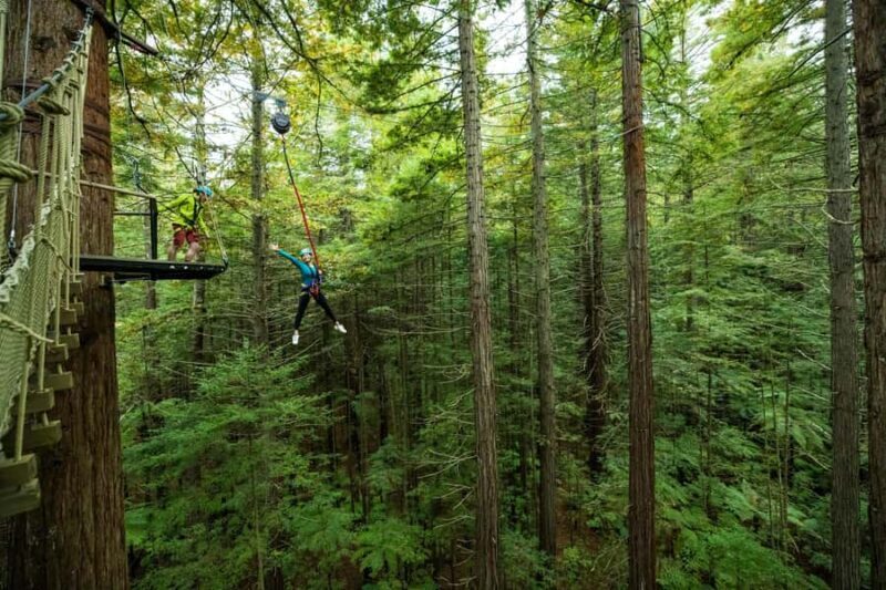 Rotorua: Redwoods Altitude High Ropes Adventure - Introduction
