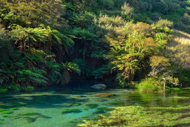 Rotorua Te Puia and Blue Springs Day Tour - Who Should Consider This Tour?
