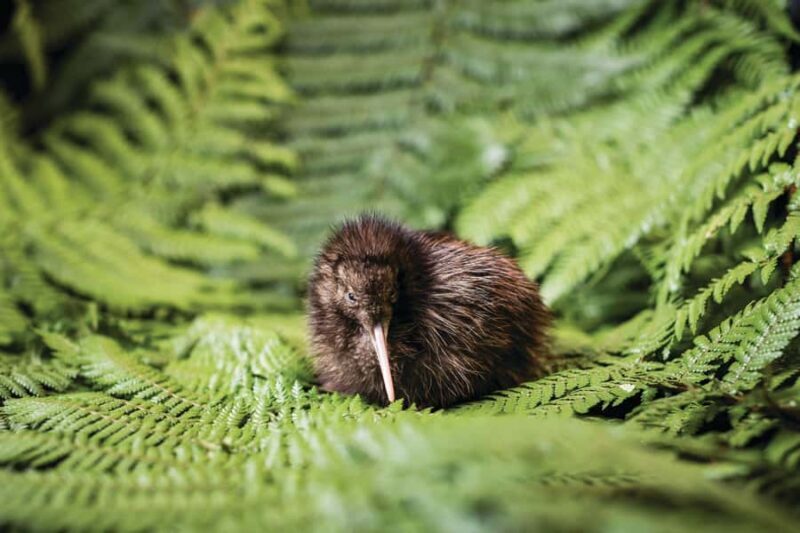 Rotorua: The National Kiwi Hatchery Kiwi Encounter Tour - Why This Tour is Worth Considering
