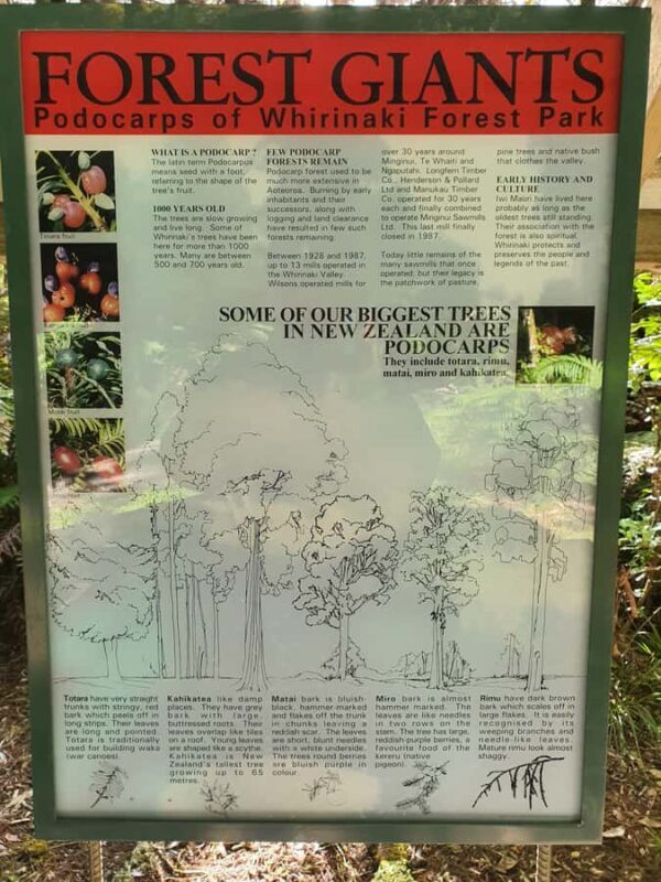 Rotorua (:) Whirinaki Forest Day & Night Walking With Us - Discover the Heart of New Zealand: Whirinaki Forest Day & Night Walking Tour