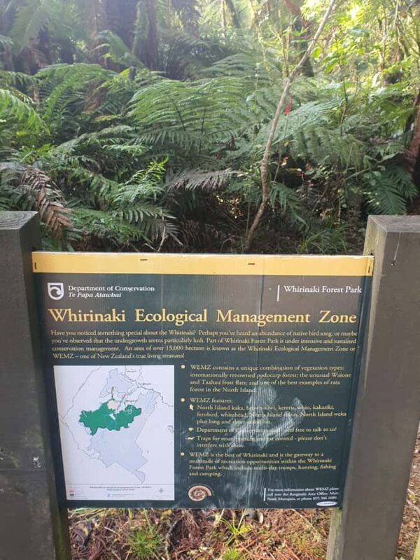 Rotorua (:) Whirinaki Forest Day & Night Walking With Us - Key Points