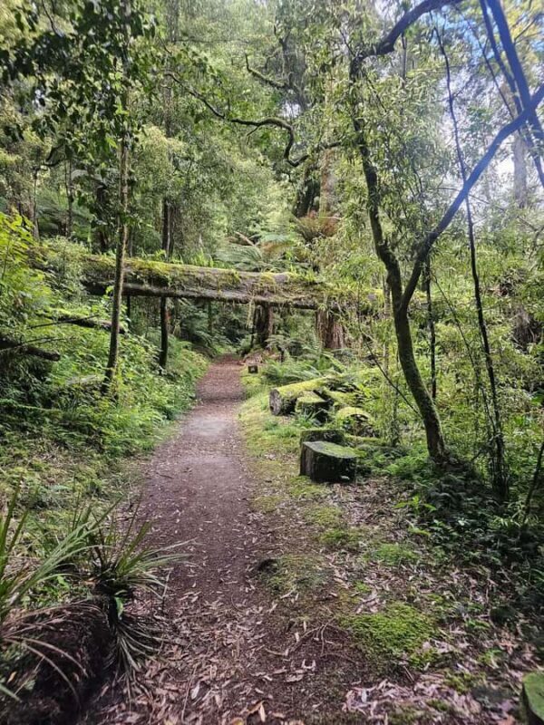 Rotorua (:) Whirinaki Forest Day & Night Walking With Us - Practical Details and Value