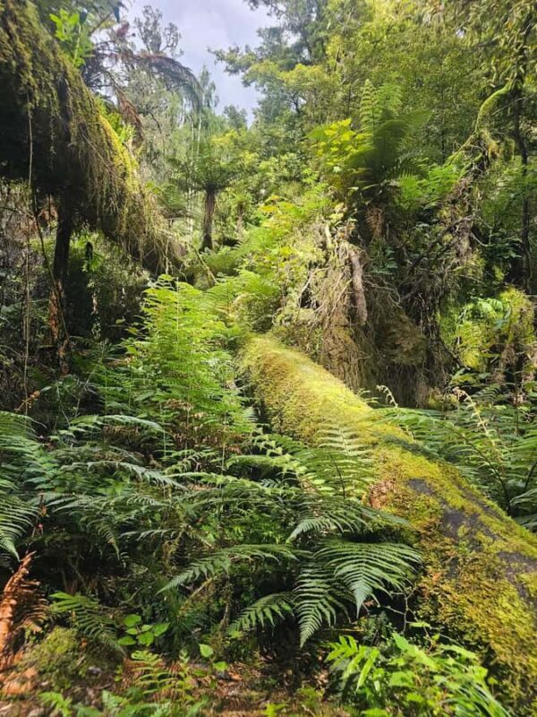 Rotorua (:) Whirinaki Forest Day & Night Walking With Us - Who Is This Tour Best For?