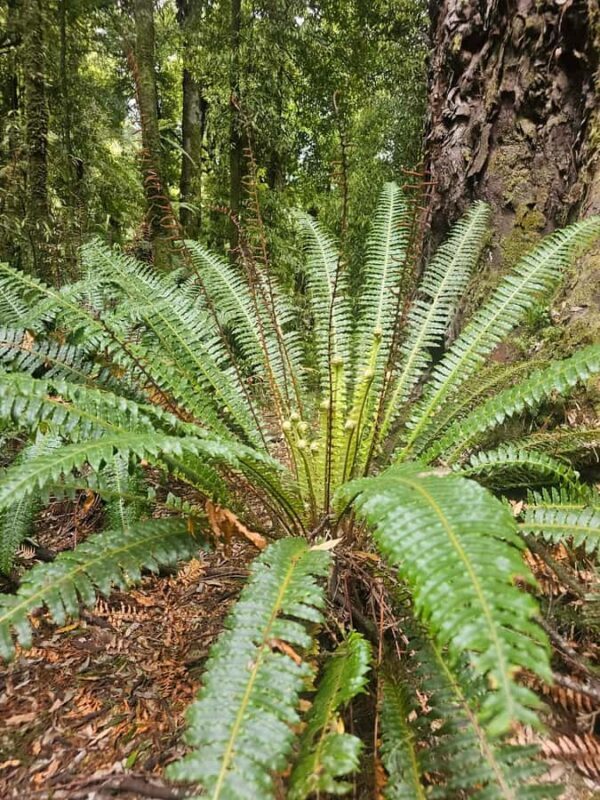Rotorua (:) Whirinaki Forest Day & Night Walking With Us - Final Thoughts: Is It Worth It?