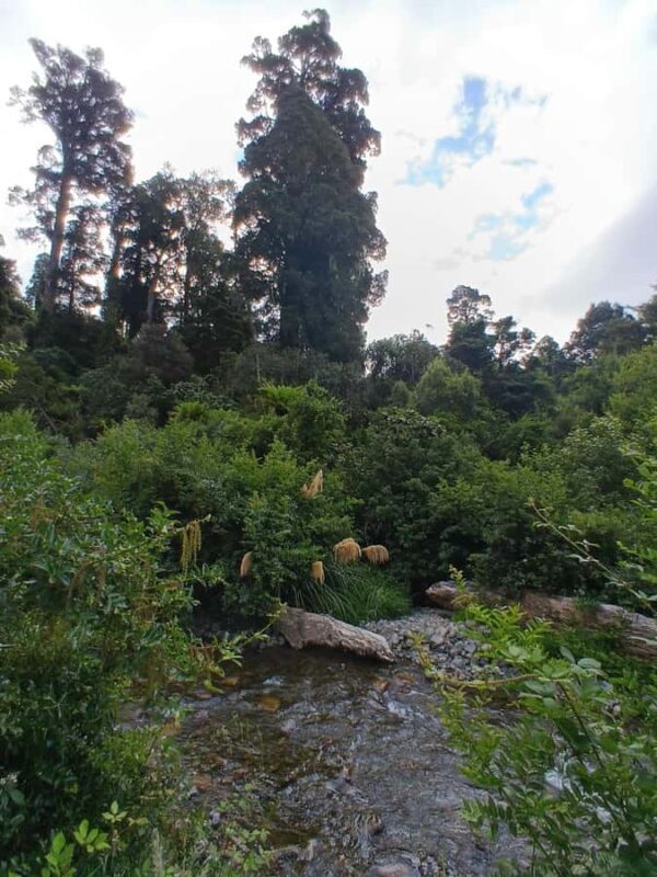 Rotorua (:) Whirinaki Forest Day & Night Walking With Us - FAQs