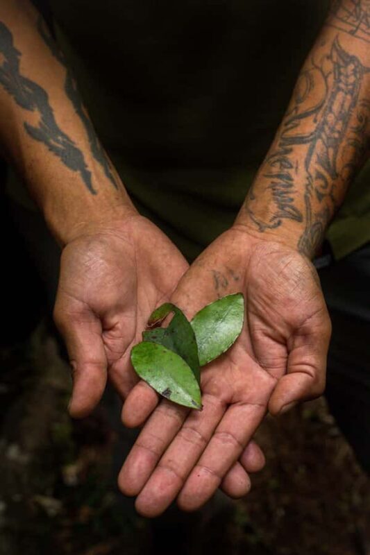 Rotorua: Whirinaki Forest Guided Tour with Spa Entry - Return and Maorii Rock Carvings Stop