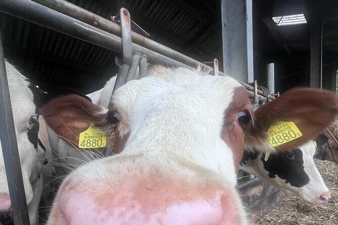 Rotterdam- Kinderdijk -Cheese Farm Experience min 4 max 100 PP - Authenticity and Guide Experience