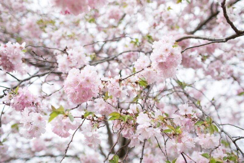 Rotterdam: Trompenburg Botanical Gardens Entry Ticket - Who Will Love Trompenburg?